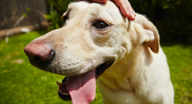 Critter Buzz: Protect your pets from summer heat | News, Sports, Jobs ...